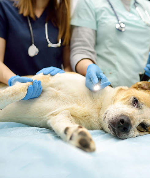 Advanced Imaging for Animals in Denver - Advanced Vet Care