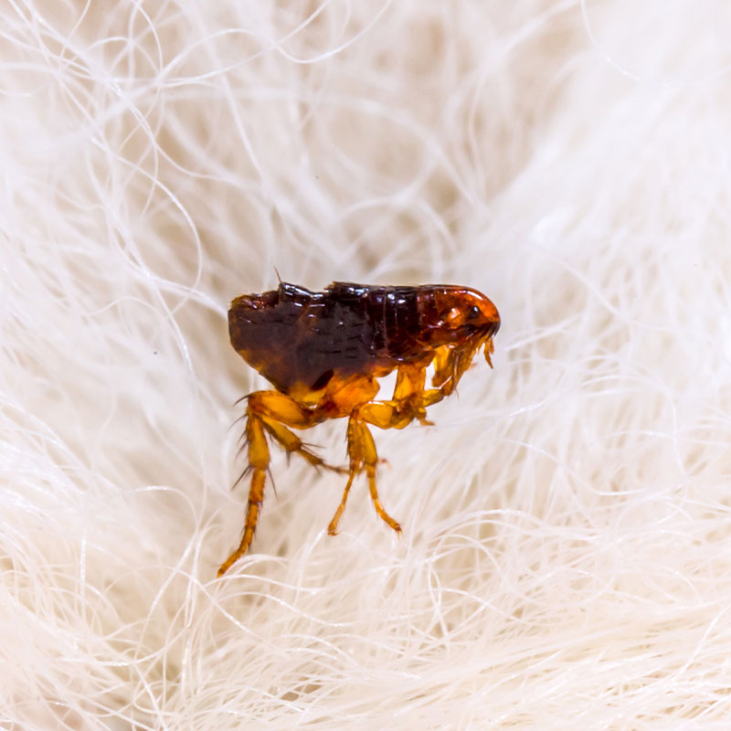 Parasite Prevention Specialists in Denver | State of the Heart Veterinary