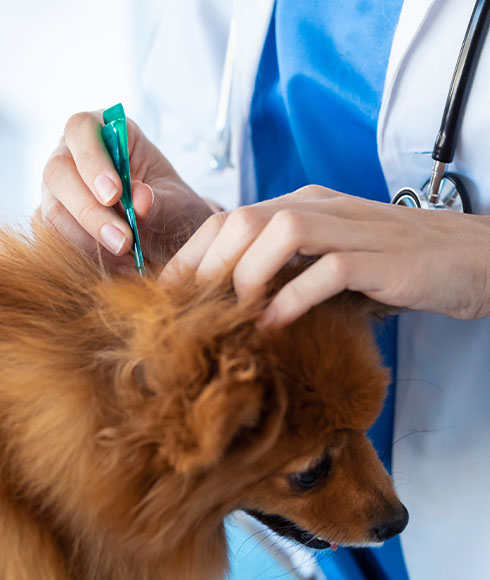 Parasite Treatment in Denver CO - Parasite Testing