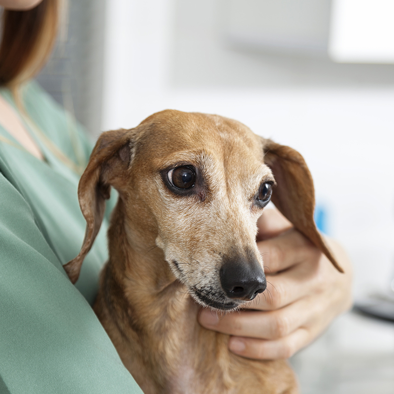 Q&A from the Behavior Expert | State of the Heart Veterinary
